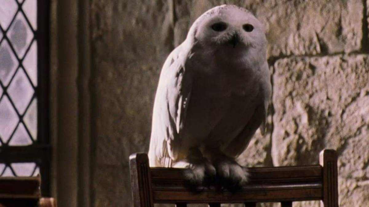 Hedwig Hakkında Az Bilinen 10 Gerçek – Fantastik Canavarlar